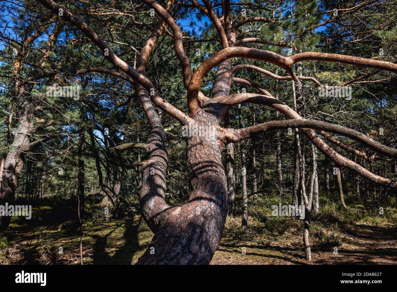 Old pine tree in Mierzeja Sarbska landscape nature reserve in the area ...