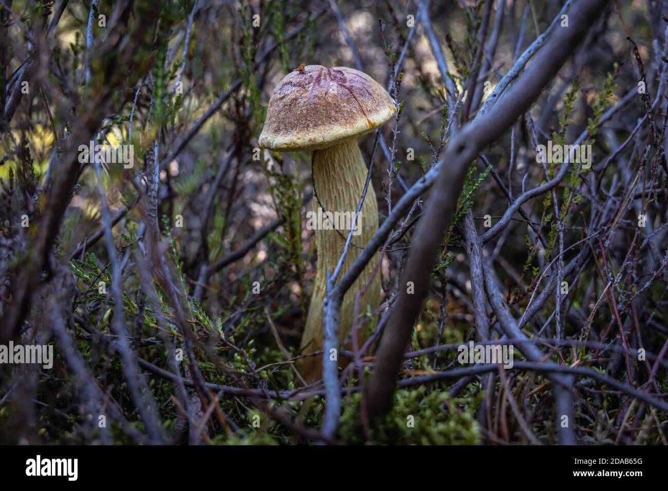 Boletus projectellus hi-res stock photography and images - Alamy
