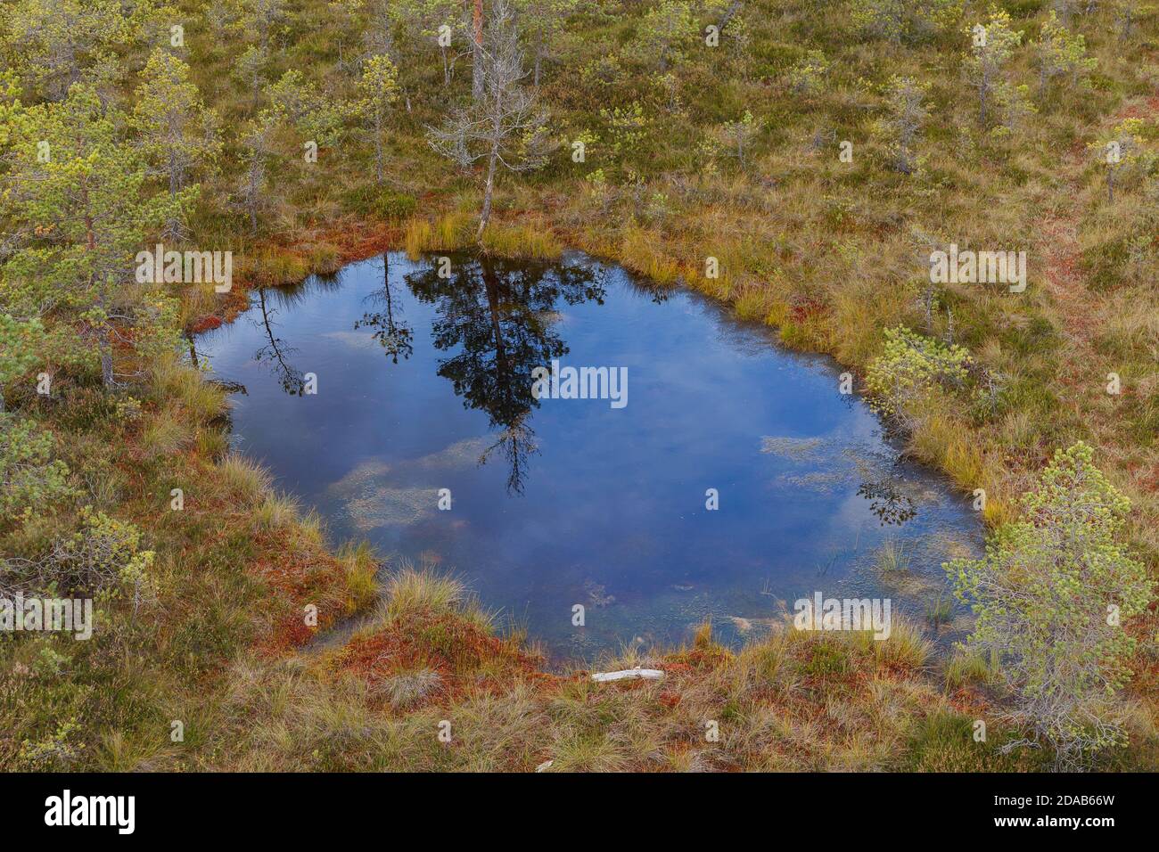Peat marsh landscape in nature park in Estonia. Cloudy autumn day Stock ...