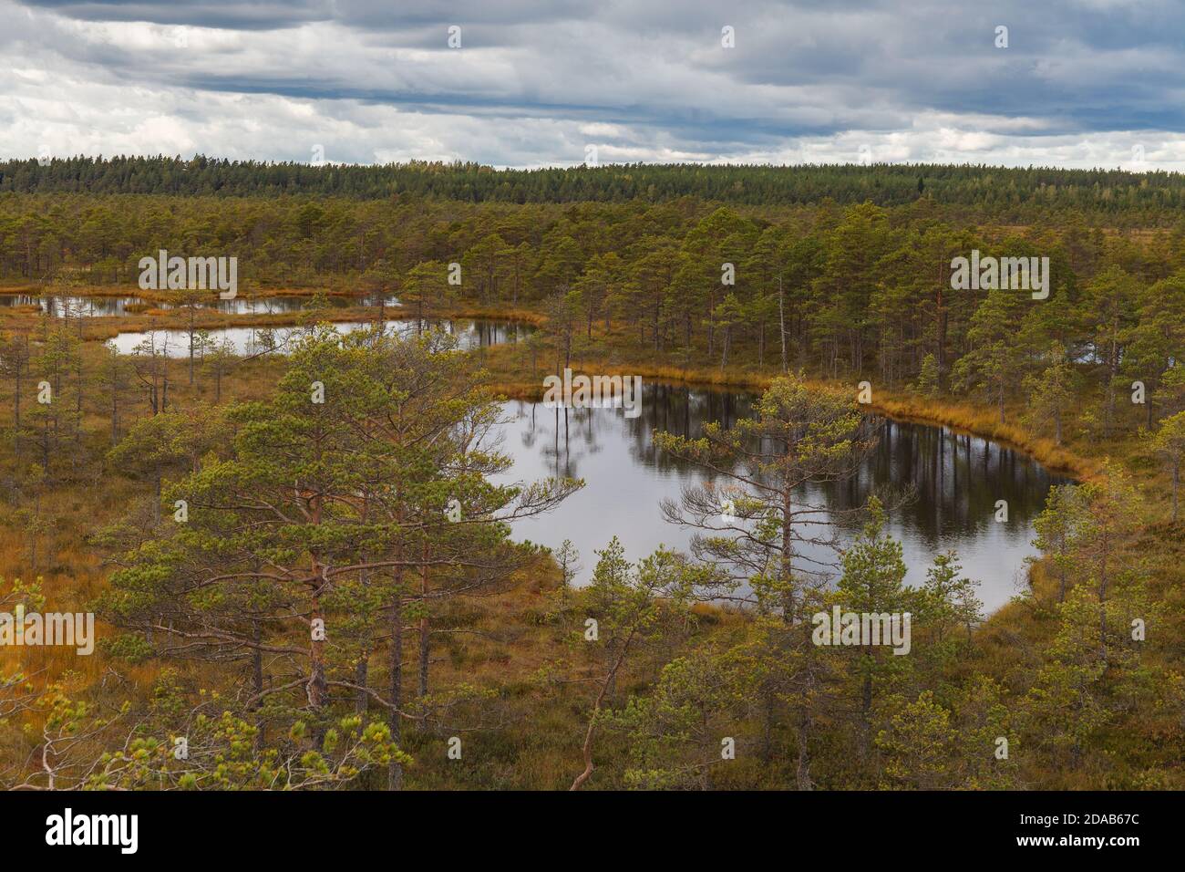 Peat marsh landscape in nature park in Estonia. Cloudy autumn day Stock ...