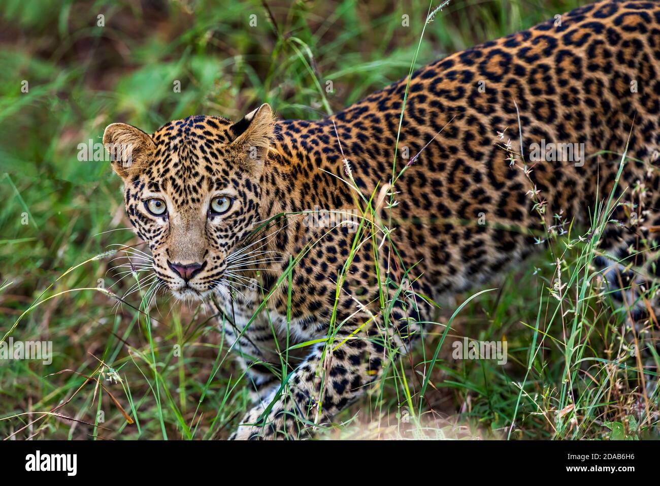 Big cats in wilderness in its natural habitat Stock Photo - Alamy