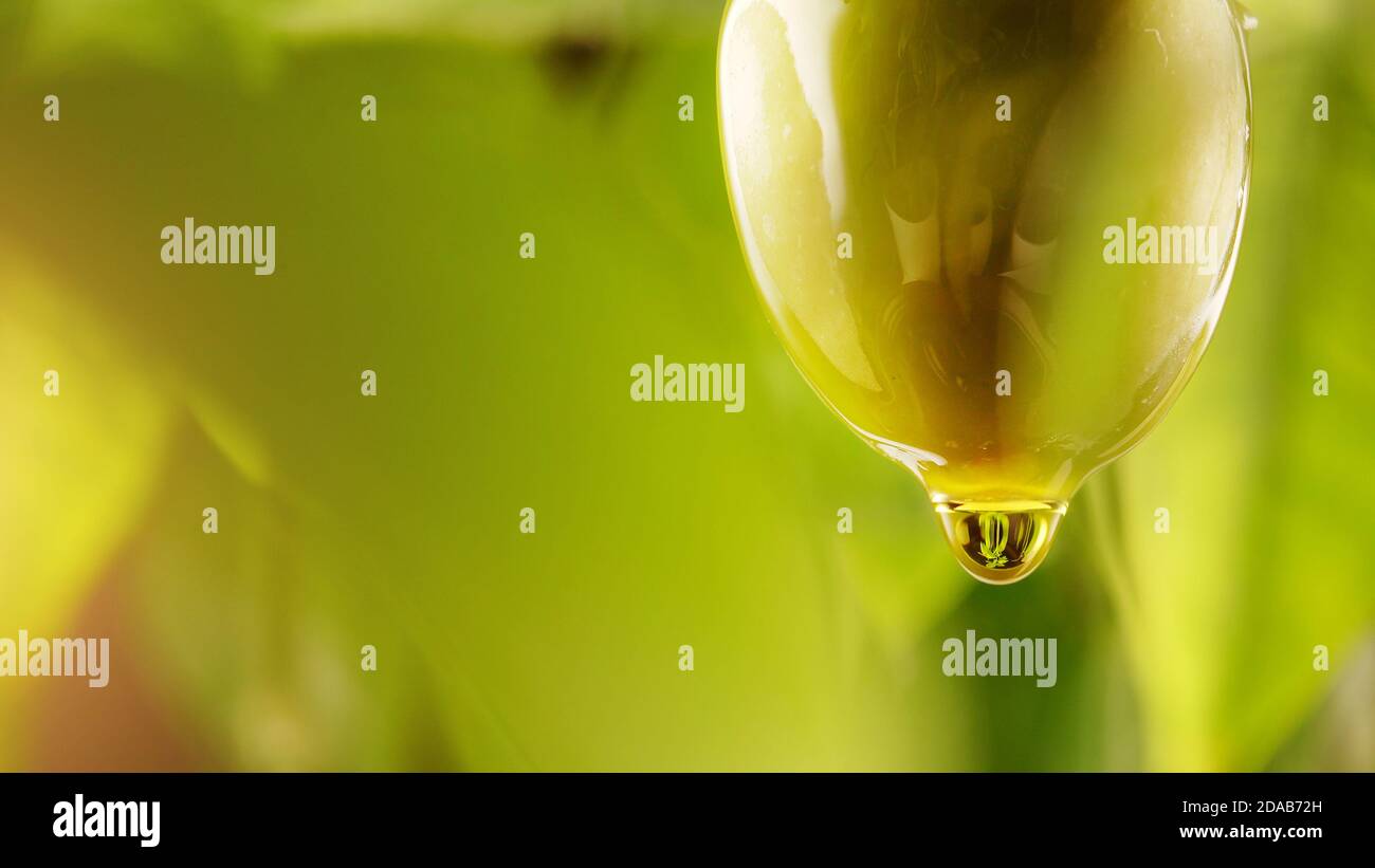 Drop of olive oil drips from green olive Stock Photo - Alamy