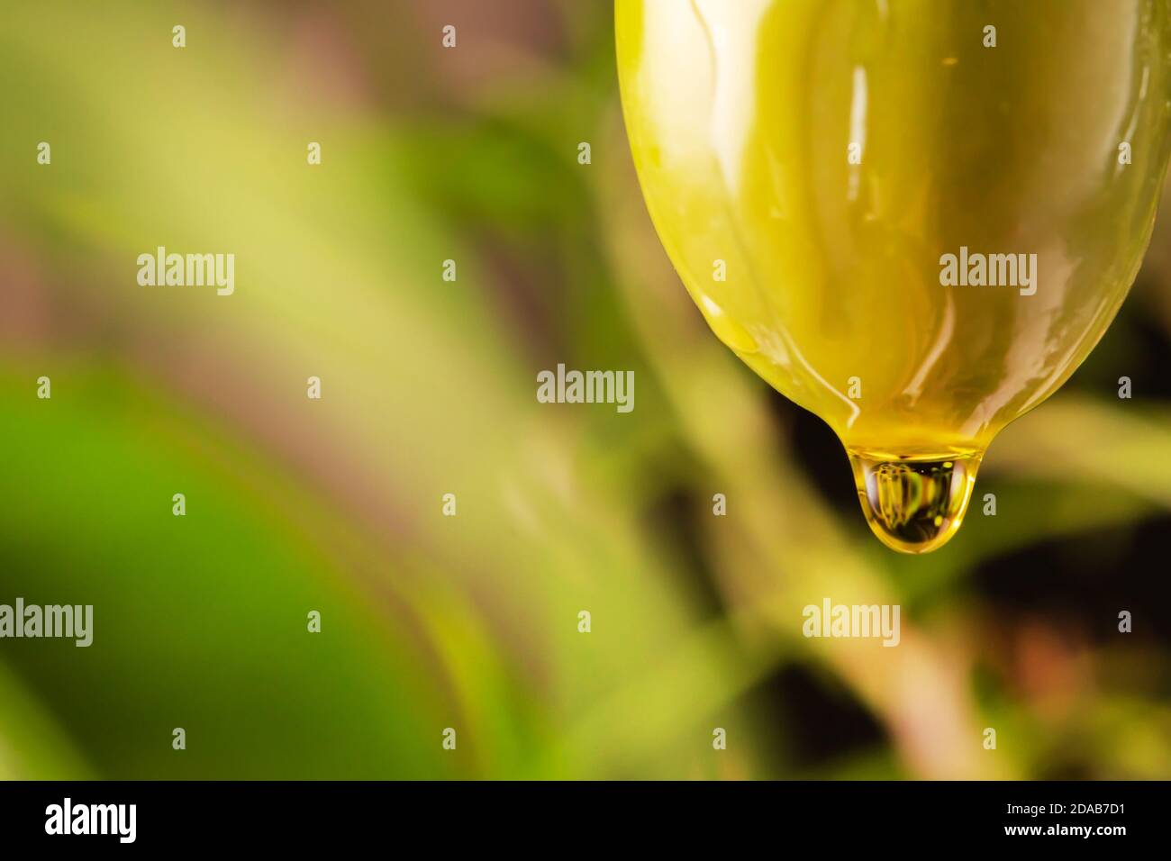 Drop of olive oil drips from green olive Stock Photo - Alamy