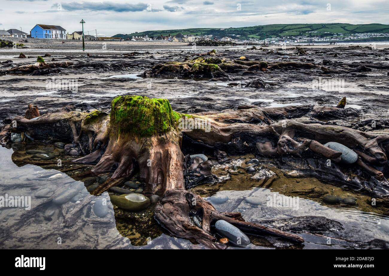 Prehistoric Tree roots on beach, Wales, UK Stock Photo - Alamy