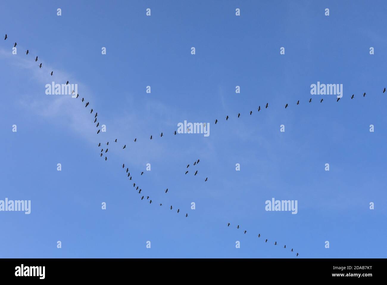 Migrating cranes, mass migration of the birds in autumn, formation over ...