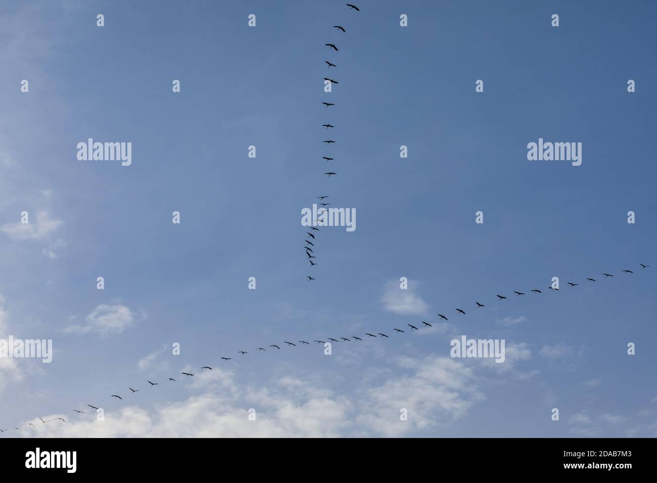 Migrating cranes, mass migration of the birds in autumn, formation over ...