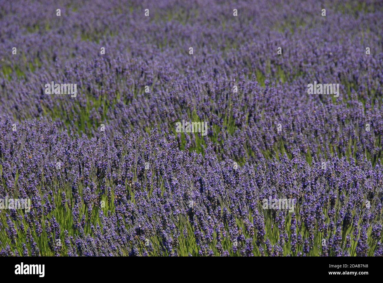 Lavenders hi-res stock photography and images - Alamy