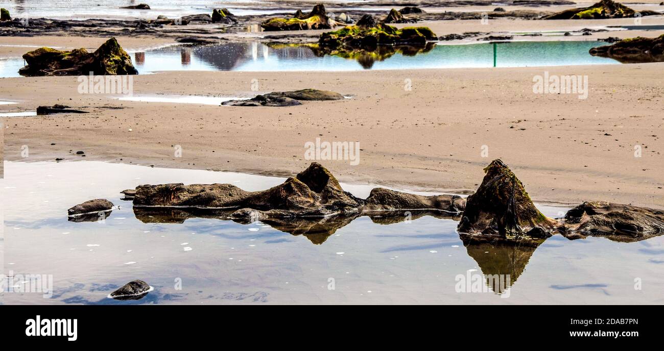 Prehistoric tree hi-res stock photography and images - Alamy