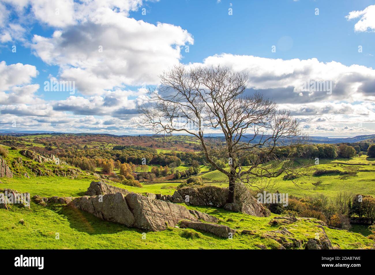 Lone tree on Brant Fell, Bowness-on-Windermere, Lake District, England ...