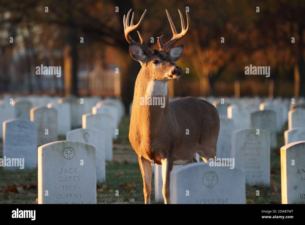 St. Louis, United States. 11th Nov, 2020. A deer stands among hundreds ...