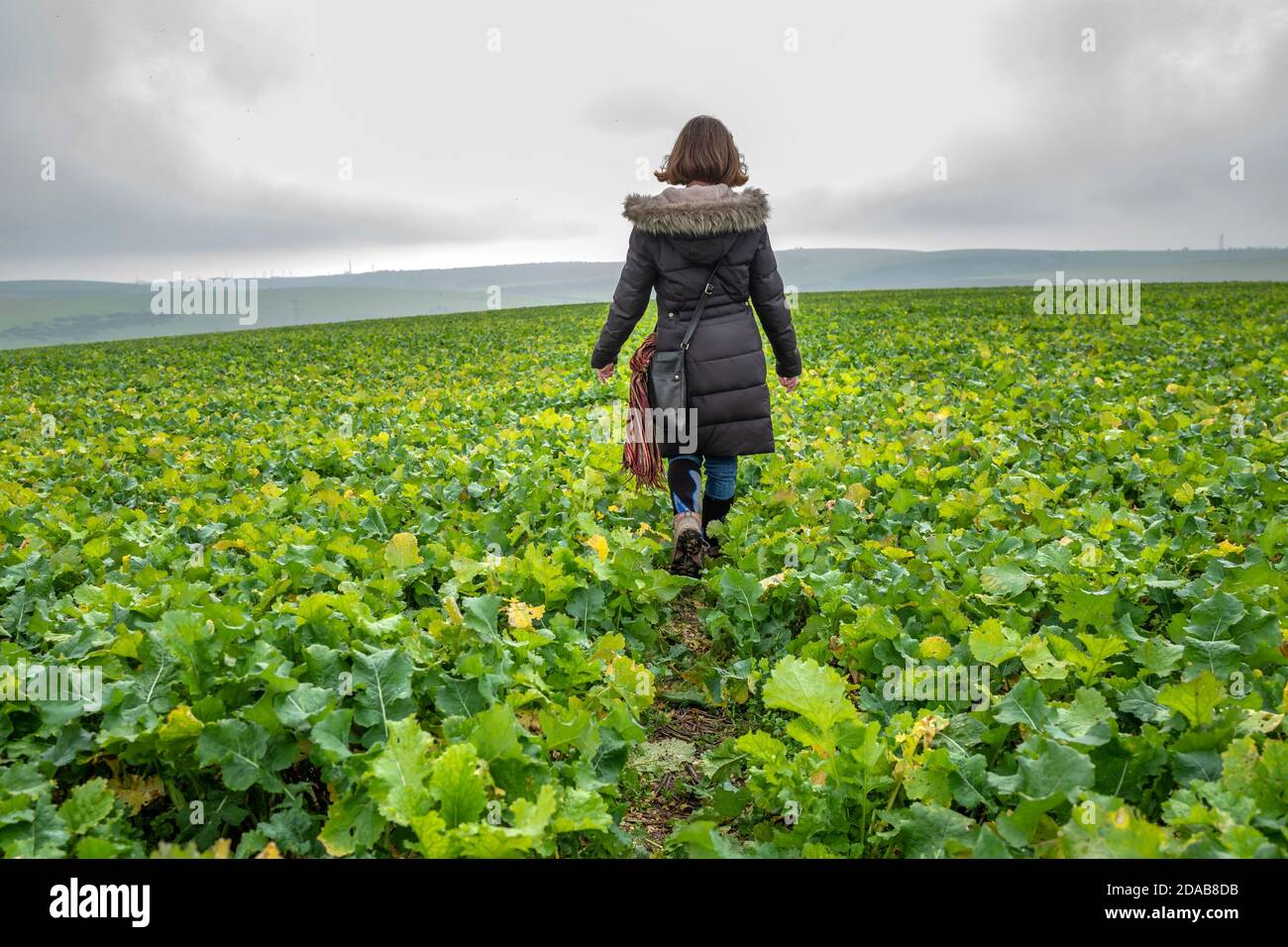 Turnip field hi-res stock photography and images - Alamy