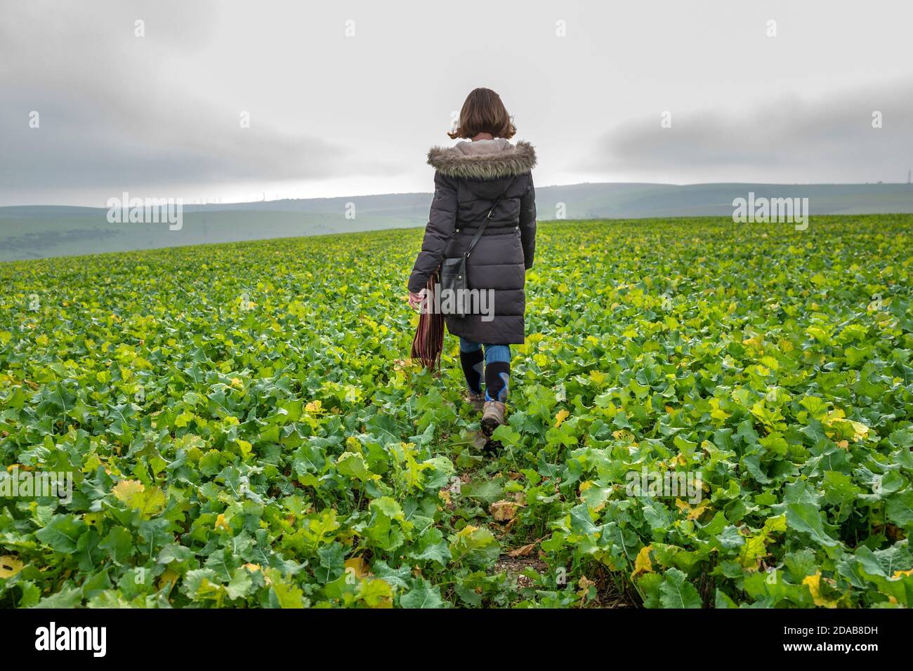 Turnip field hi-res stock photography and images - Alamy