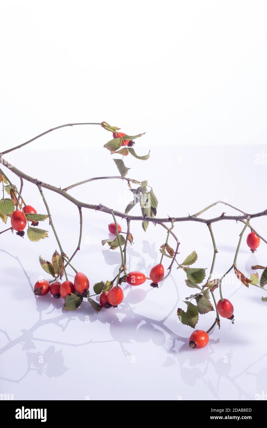 rosehip branches with red berries on a white background Many fresh rose ...