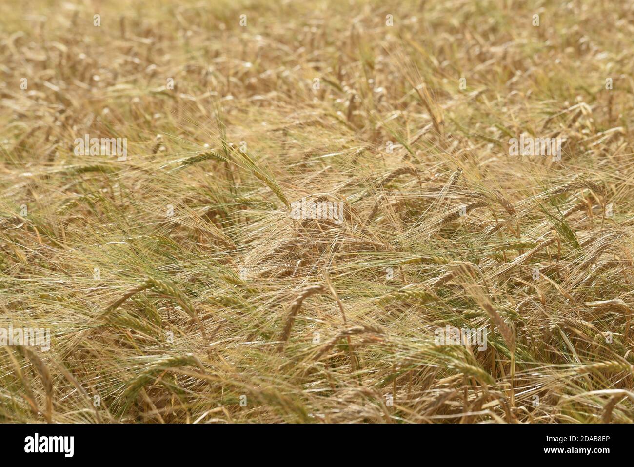 Growing barley malt hi-res stock photography and images - Alamy