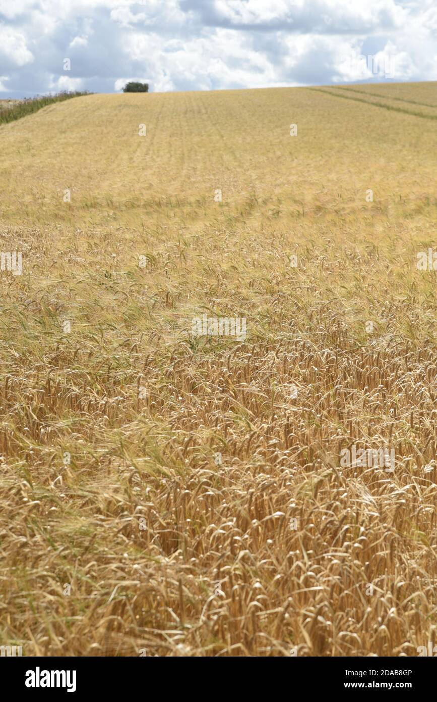 Barley arable crop hi-res stock photography and images - Alamy