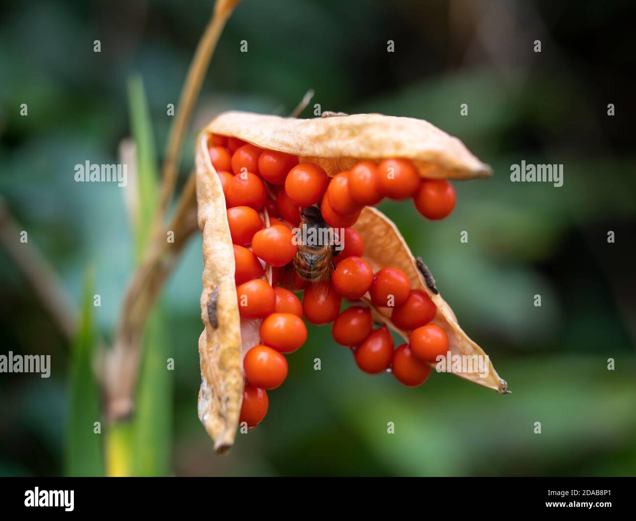 Iris foetidus hi-res stock photography and images - Alamy