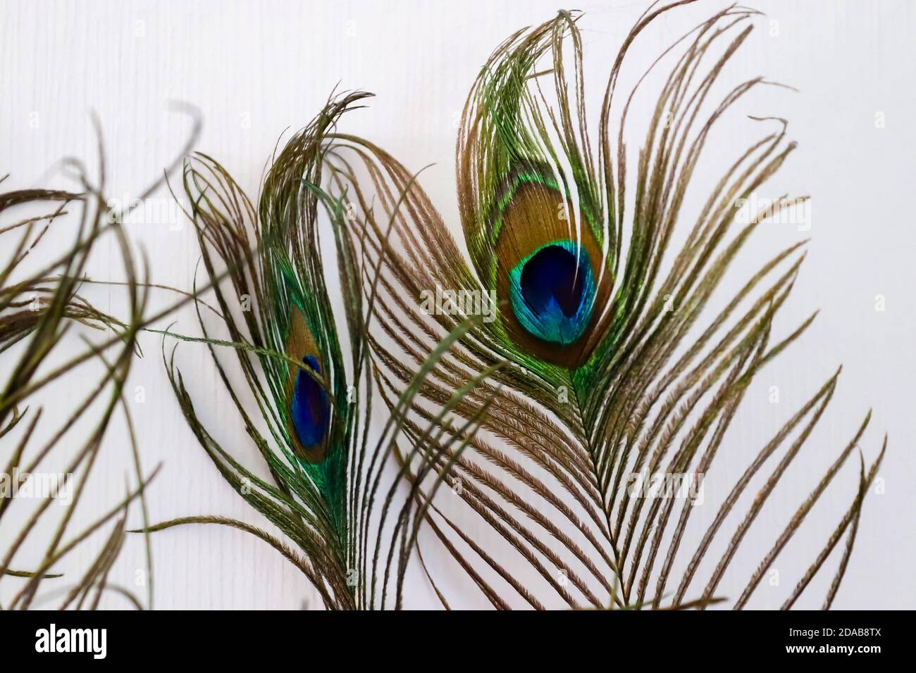 Peacock bird hot hi-res stock photography and images - Alamy