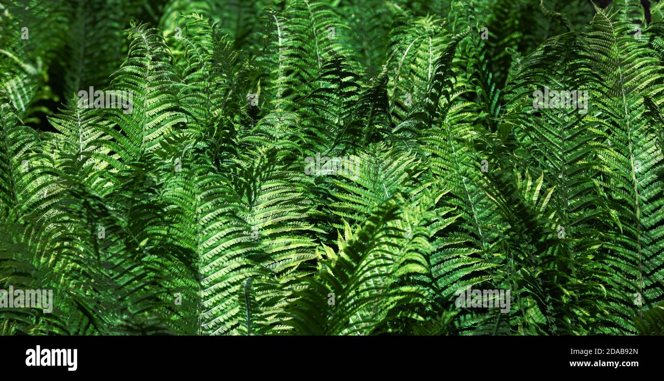 Natural floral fern background in sunlight. Perfect natural fern ...