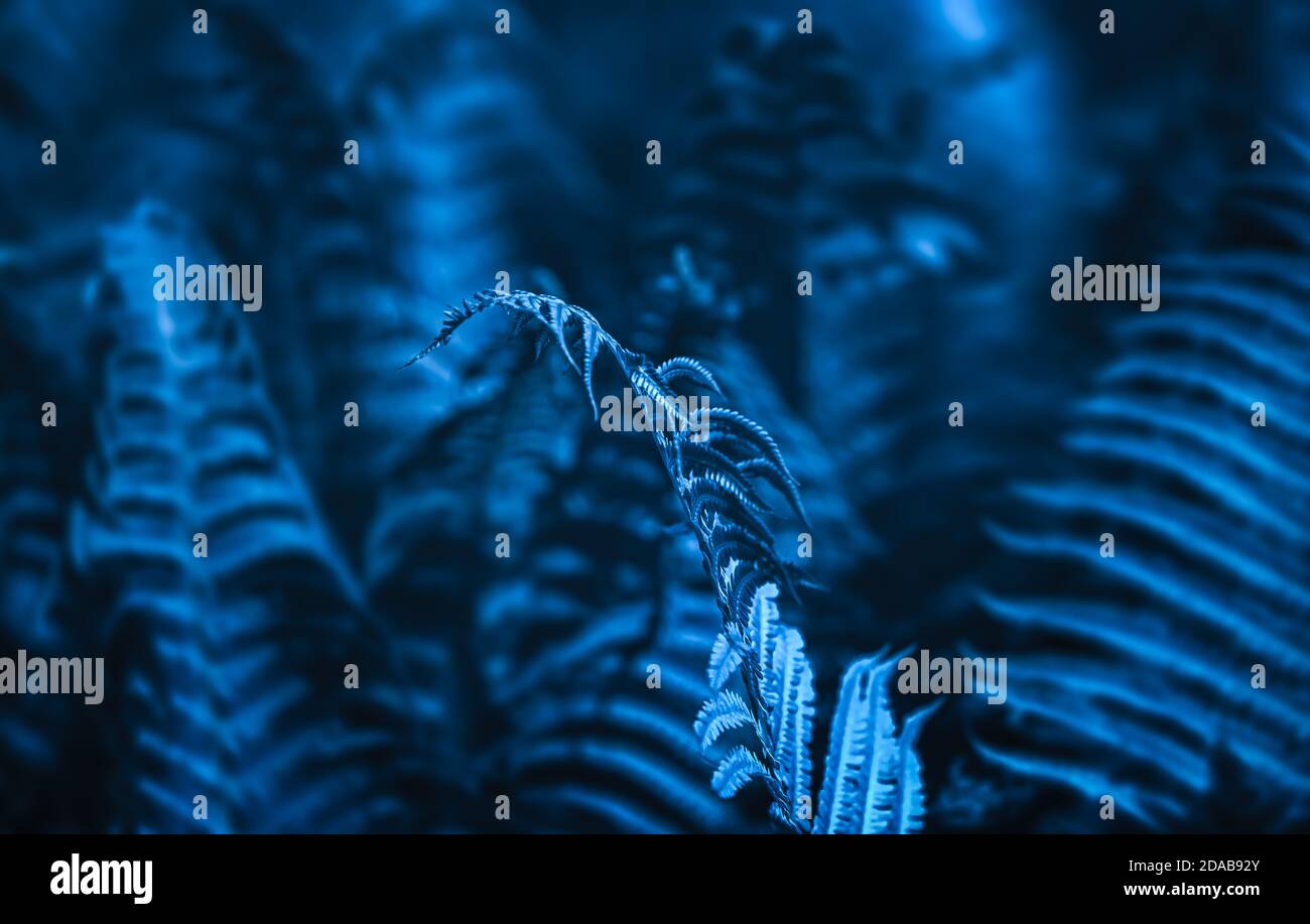 Natural floral fern background in moon light. Perfect natural fern ...