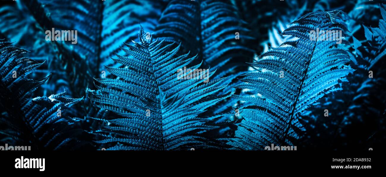 Natural floral fern background in moon light. Perfect natural fern ...