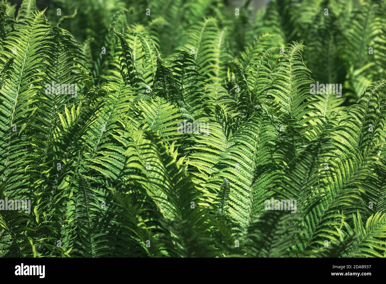 Natural floral fern background in sunlight. Perfect natural fern ...