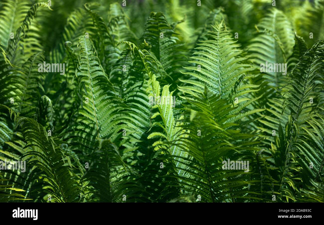 Natural floral fern background in sunlight. Perfect natural fern ...