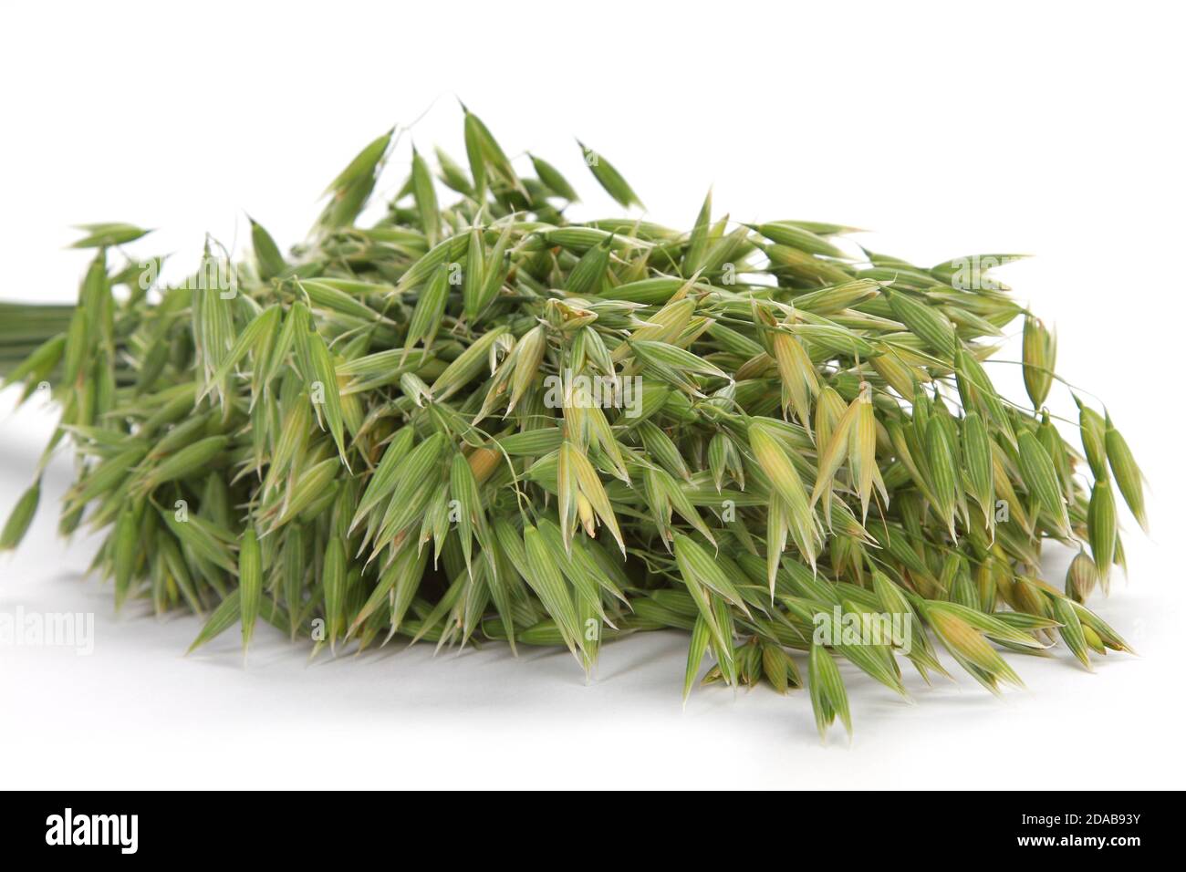 Closeup shot of green oats plant isolated on white background Stock ...