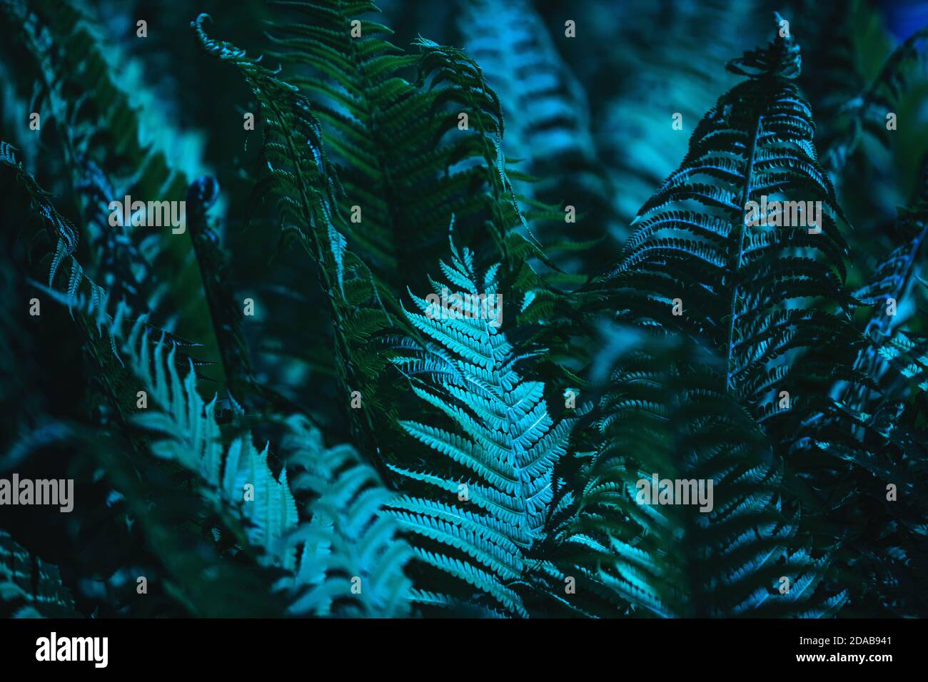 Natural floral fern background in moon light. Perfect natural fern ...