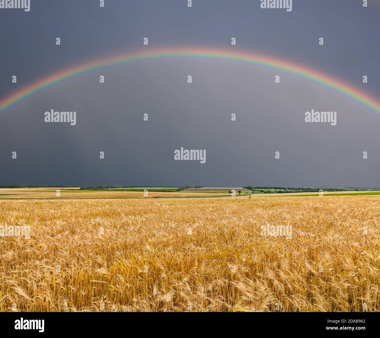 Golden wheat field with rainbow on the stormy sky Stock Photo - Alamy
