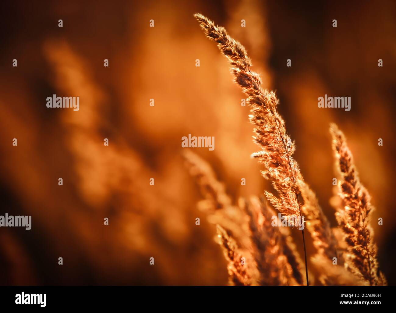 Wild field of grass on the golden sunset. Soft sun rays and warm toning ...