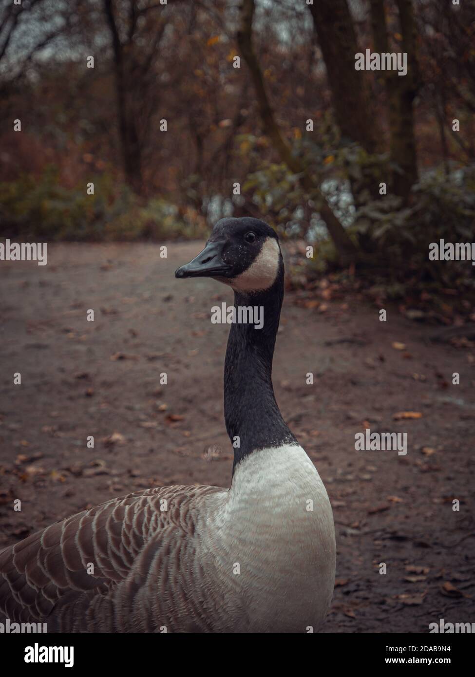 A Canada goose poses for the camera in a park Stock Photo - Alamy