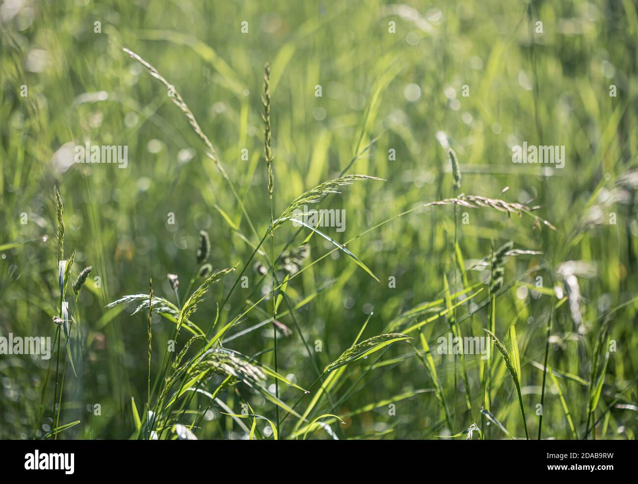 Nature background. Sofy focus image of wild grass on blurred nature background Stock Photo - Alamy