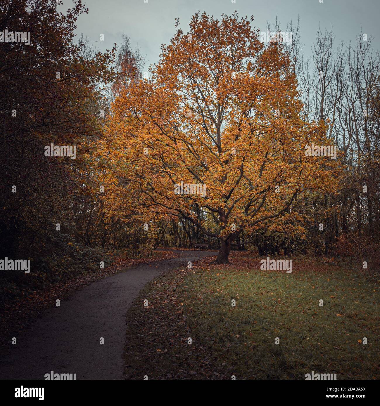 Vibrant tree hi-res stock photography and images - Alamy