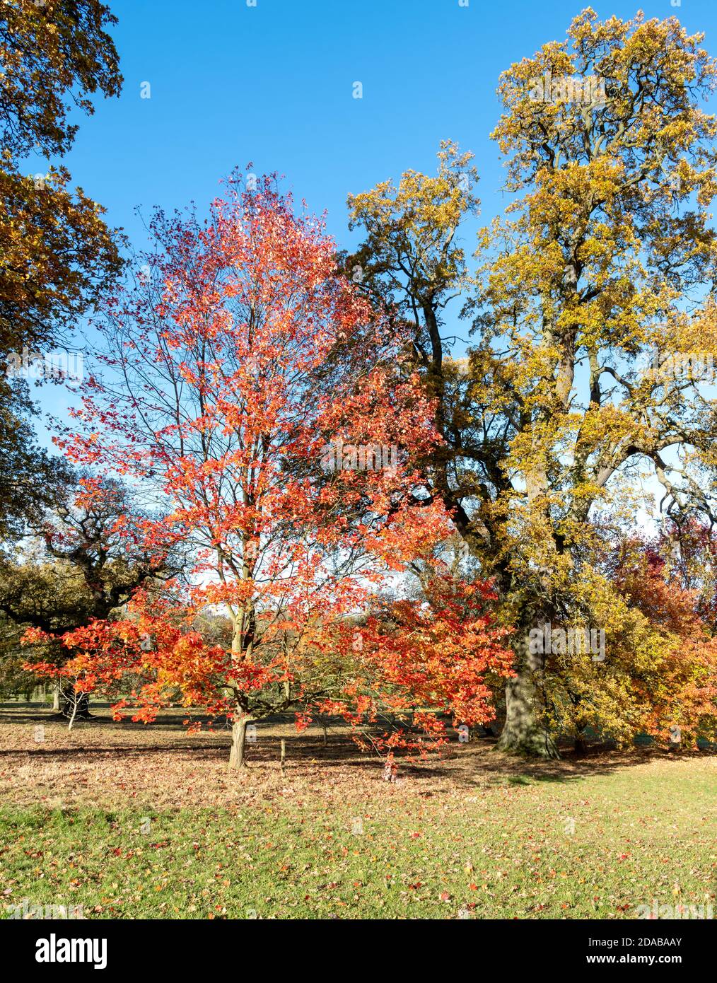 Castle Howard Trees High Resolution Stock Photography and Images - Alamy