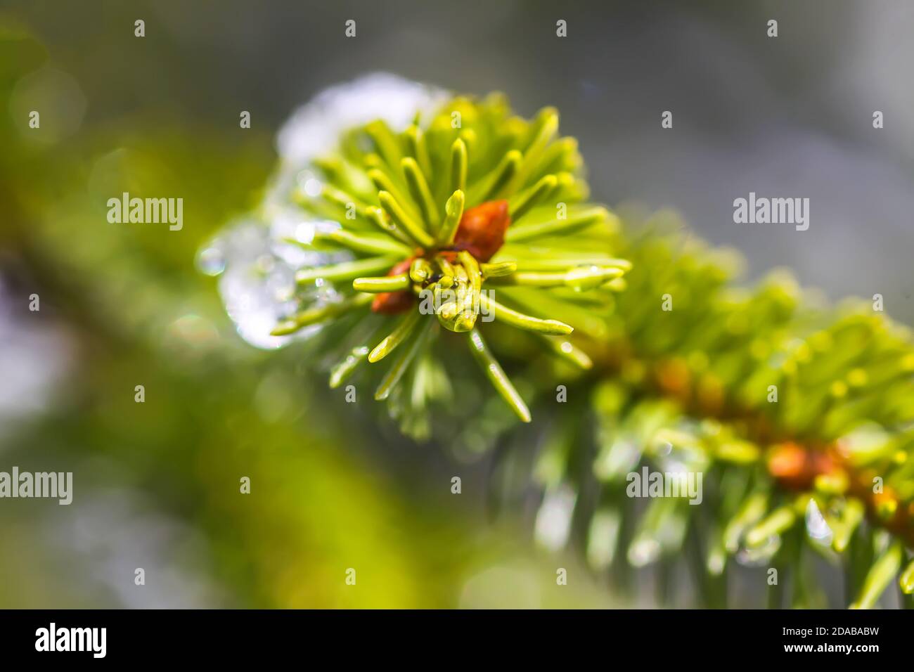 Melting snow on fir tree branch outdoors Stock Photo - Alamy