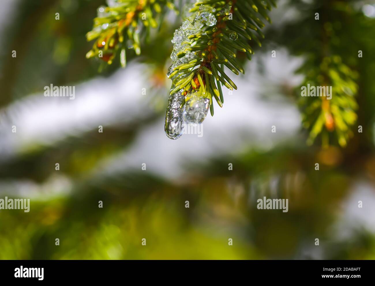 Green prickly fir tree hi-res stock photography and images - Alamy
