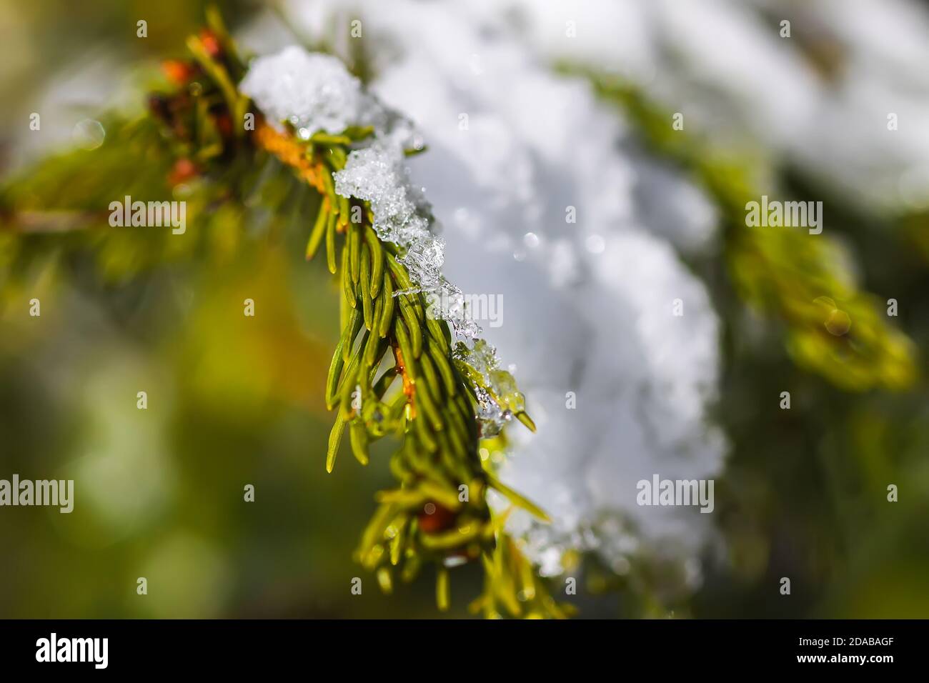 Green prickly fir tree hi-res stock photography and images - Alamy