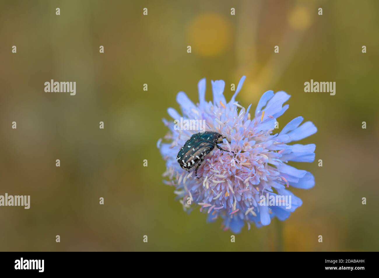 White-spotted Rose Beetle on a field scabious, black bug with white ...