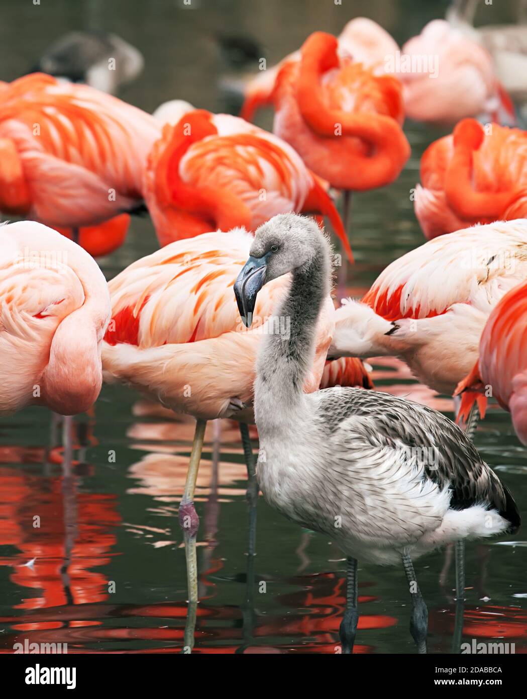 Lesser flamingo baby hi-res stock photography and images - Alamy