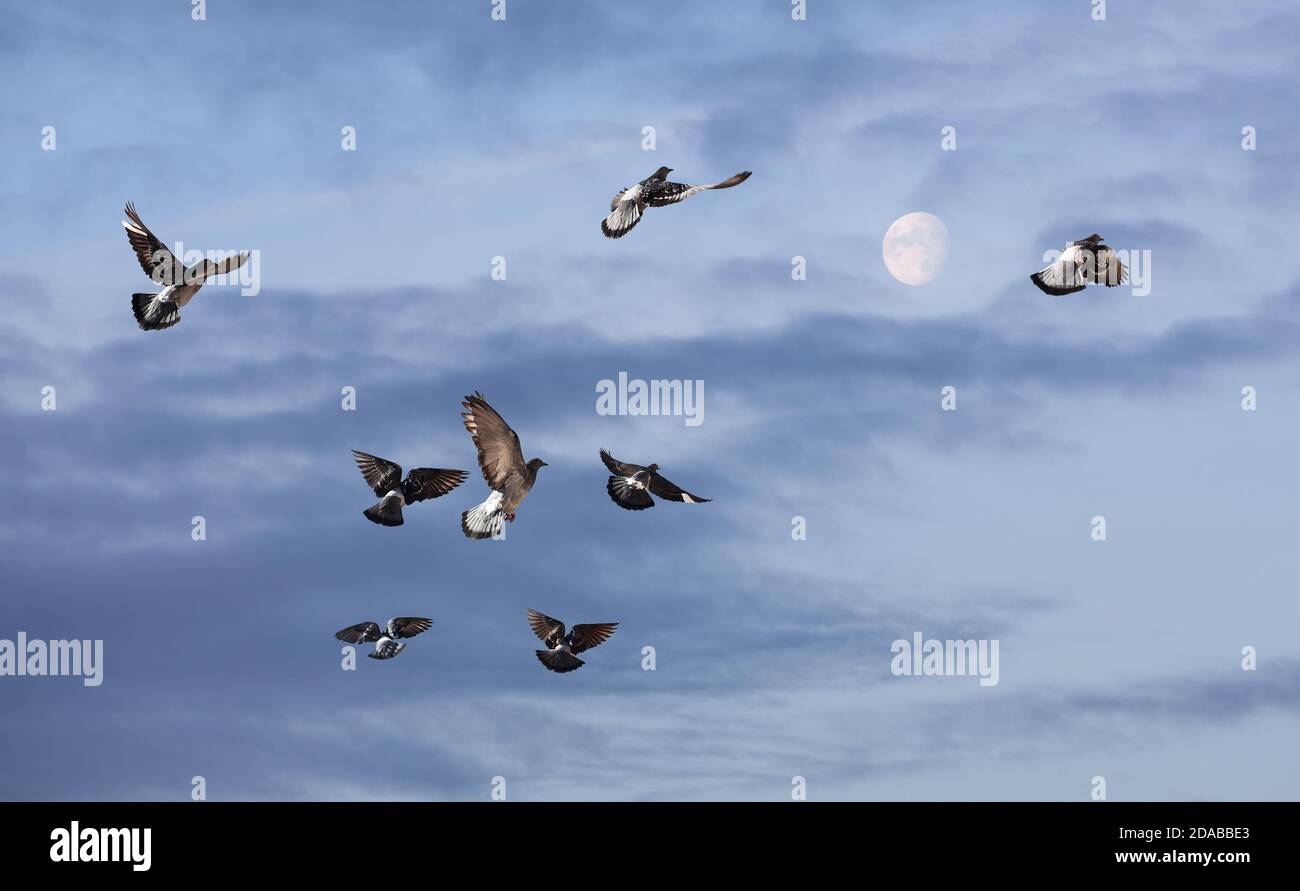 Pigeons flying. Many birds in the cloudy sky with the moon Stock Photo ...