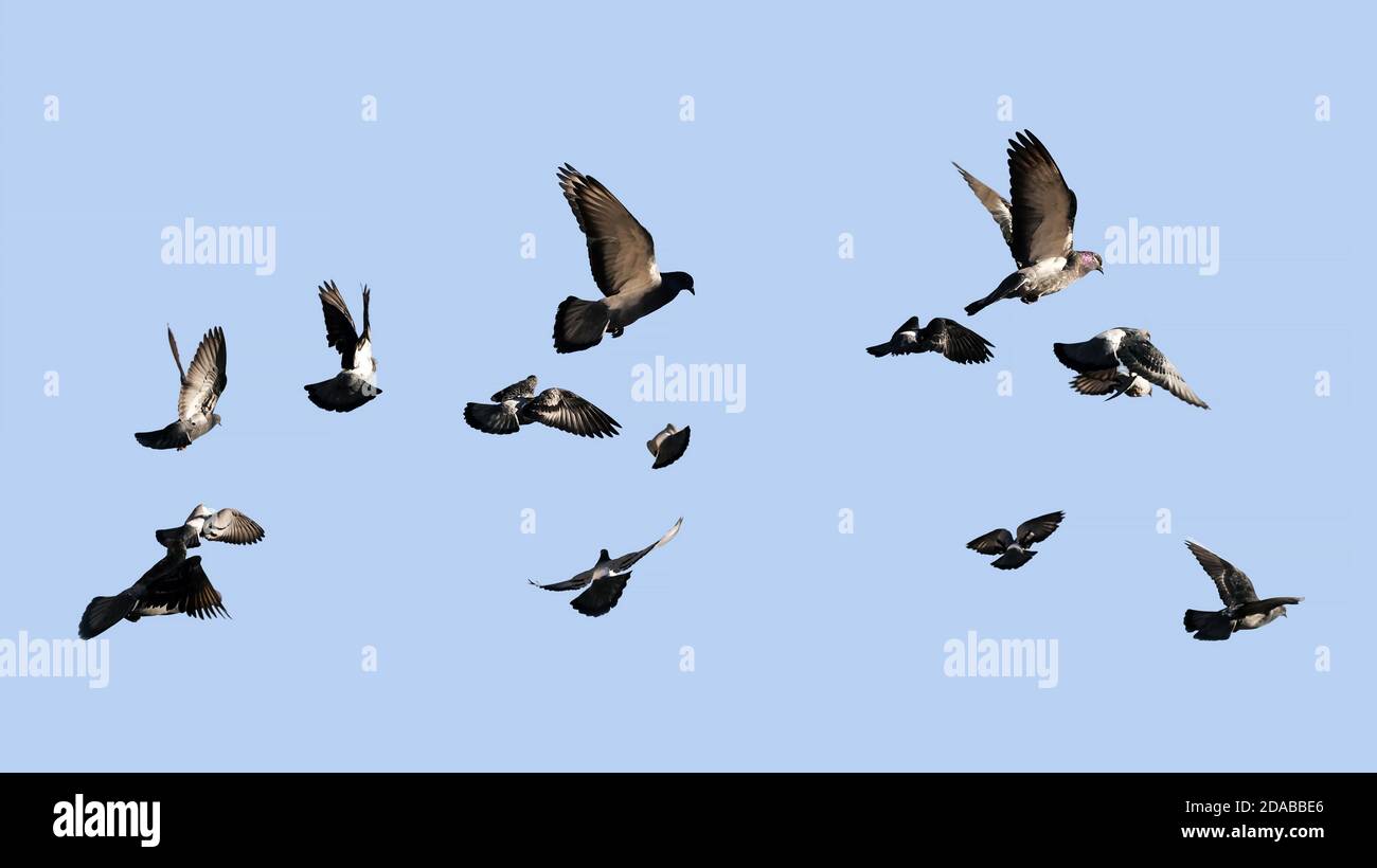 Pigeons flying. Many birds in the blue sky Stock Photo - Alamy