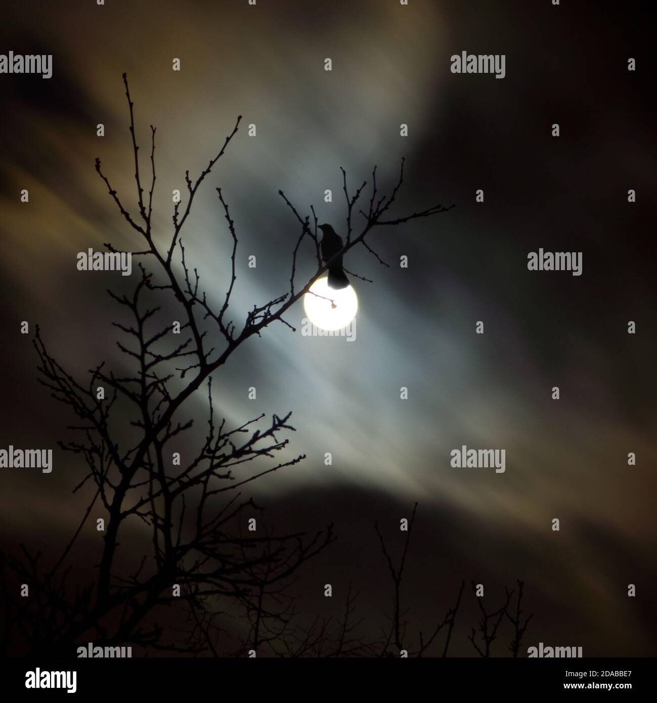 Raven in full moon hi-res stock photography and images - Alamy