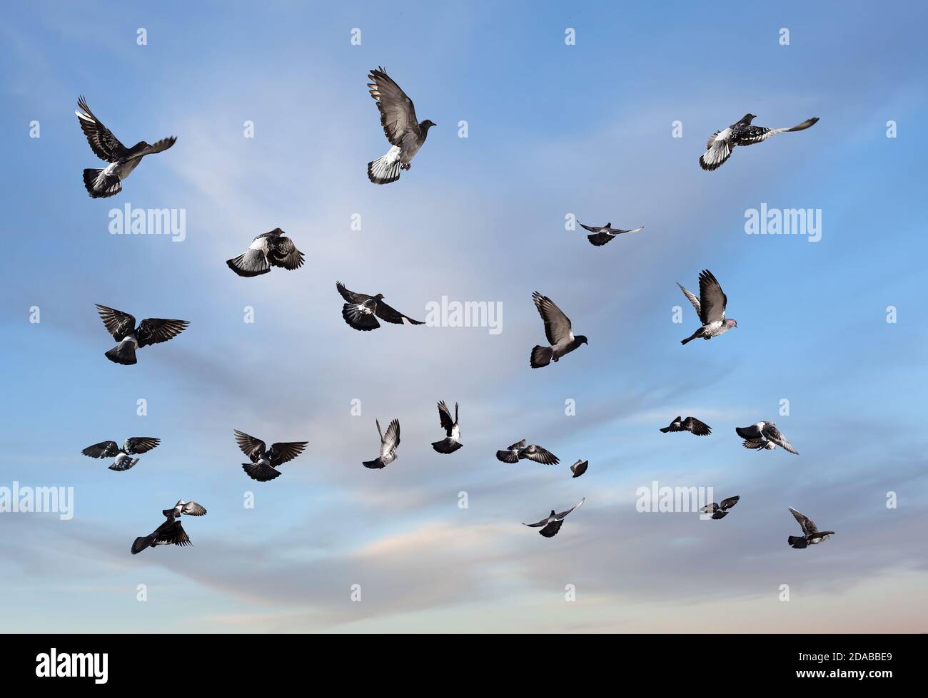 Flock wild pigeons against sky hi-res stock photography and images - Alamy