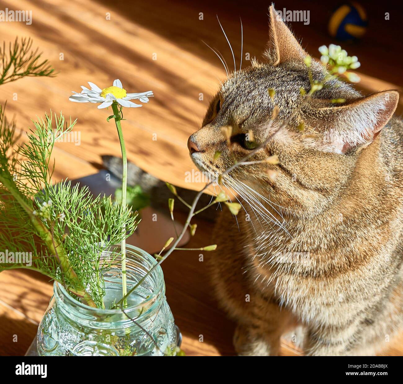Cat sniffing flower hi-res stock photography and images - Alamy