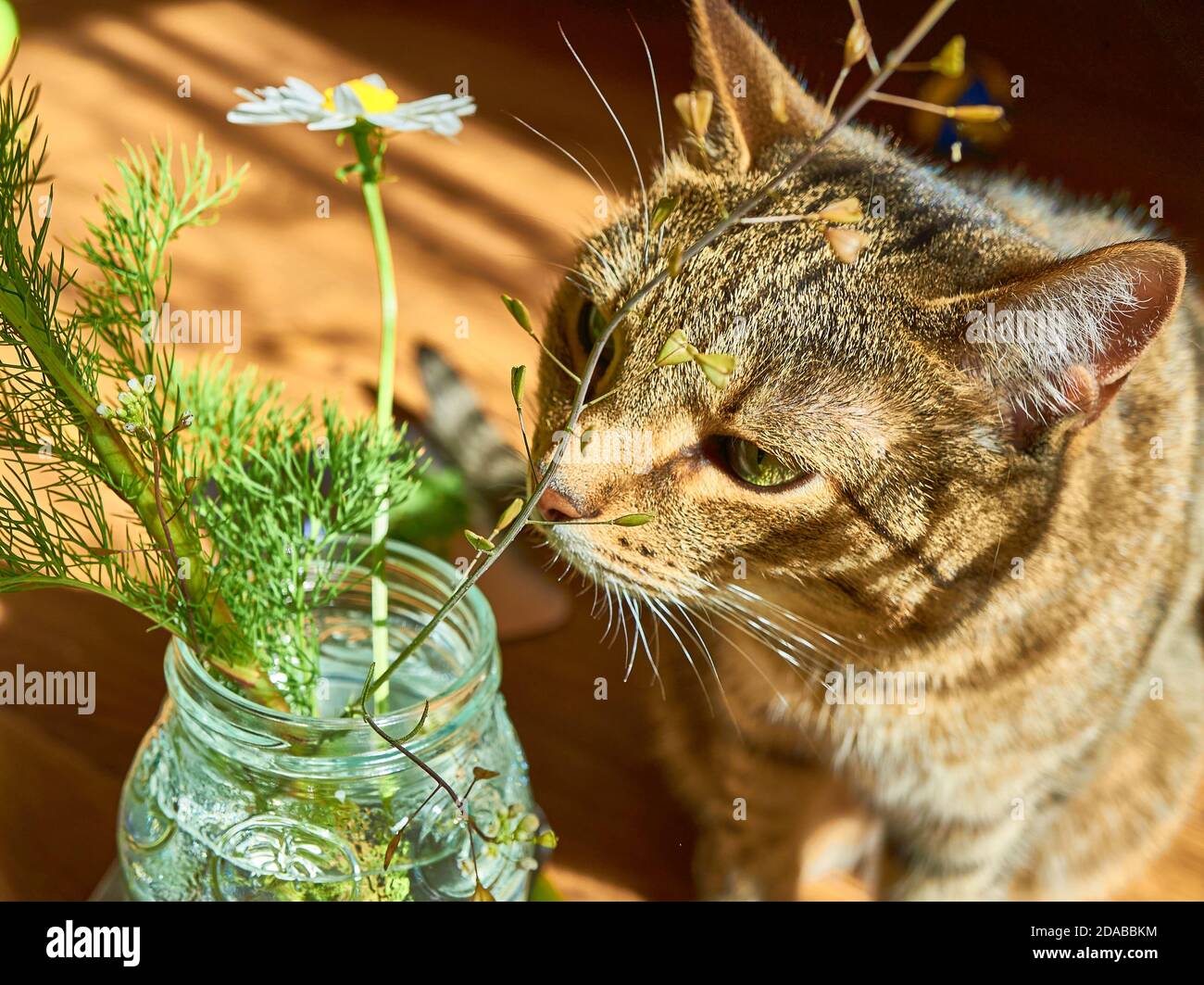Mackerel tabby cat with a ginger nose sniffing daisy flowers in the ...