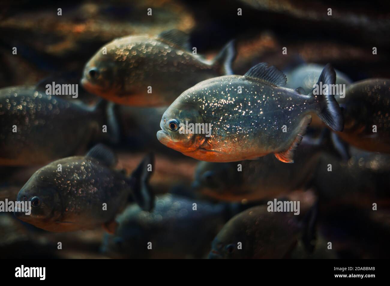 Group of piranhas in the aquarium Stock Photo - Alamy