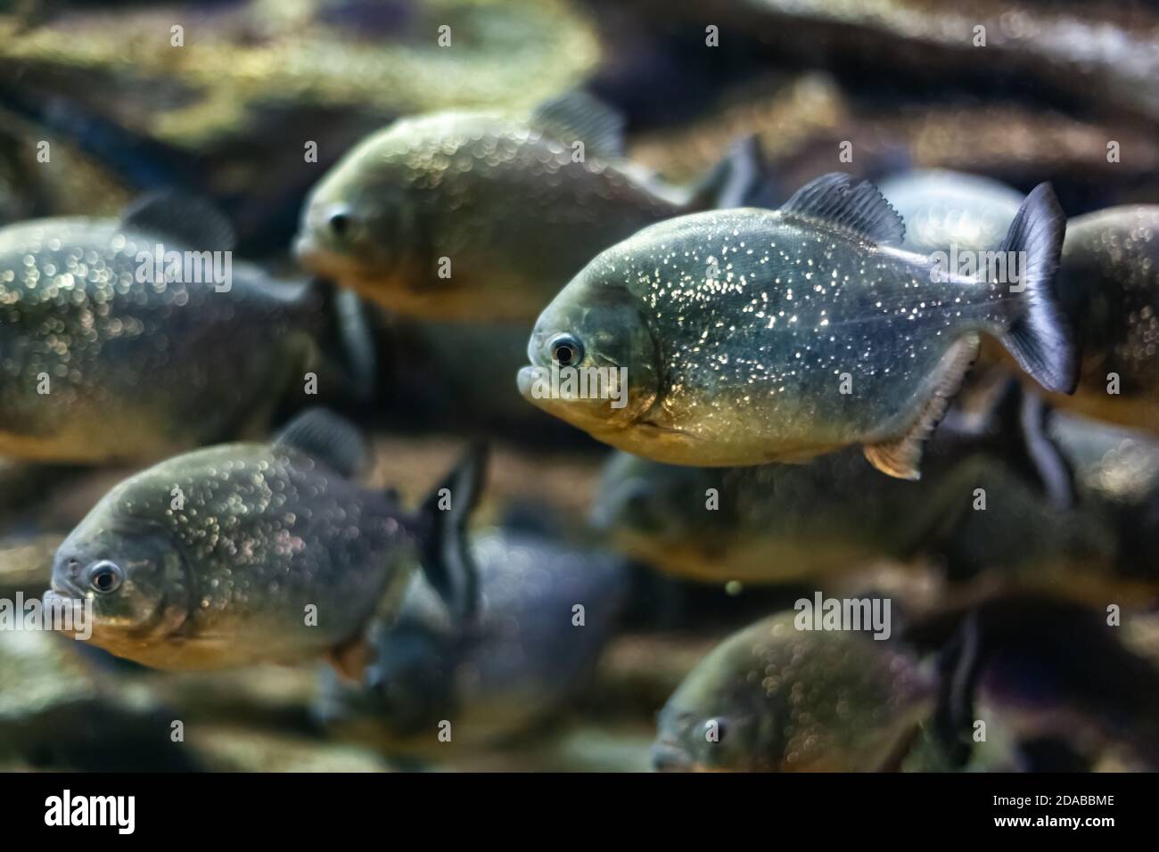 Group of piranhas in the aquarium Stock Photo - Alamy