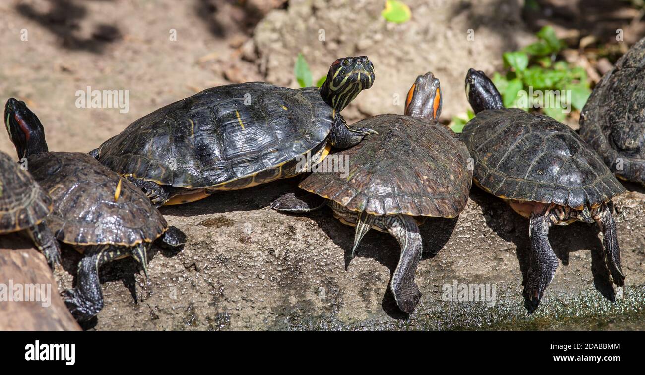 Turtle Family High Resolution Stock Photography and Images - Alamy