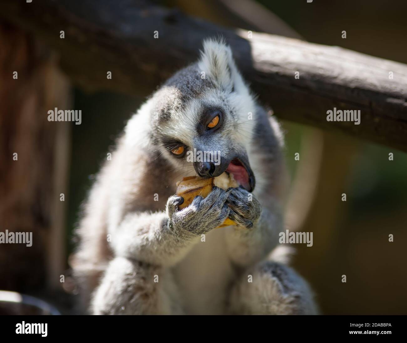 Close-up portrait of lemur catta (ring tailed lemur) eating fruit Stock ...
