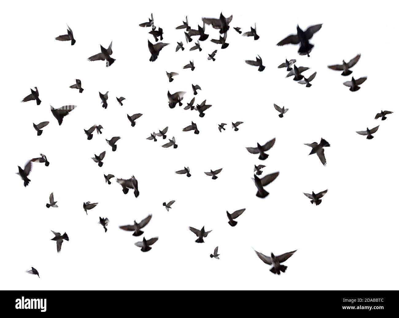 Birds Flying In The Sky Silhouette